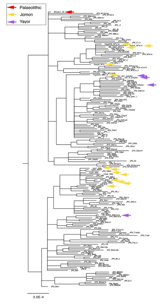 Analysis of Mitochondrial DNA from Minatogawa 1 Human Remains Reveals ...