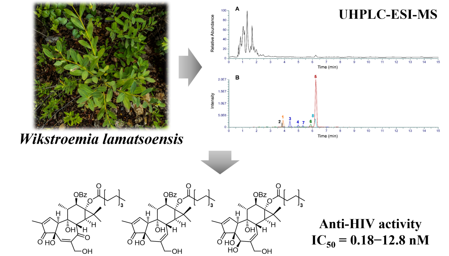 Discovery of an anti-HIV active substance from Wikstroemia lamatsoensis ...