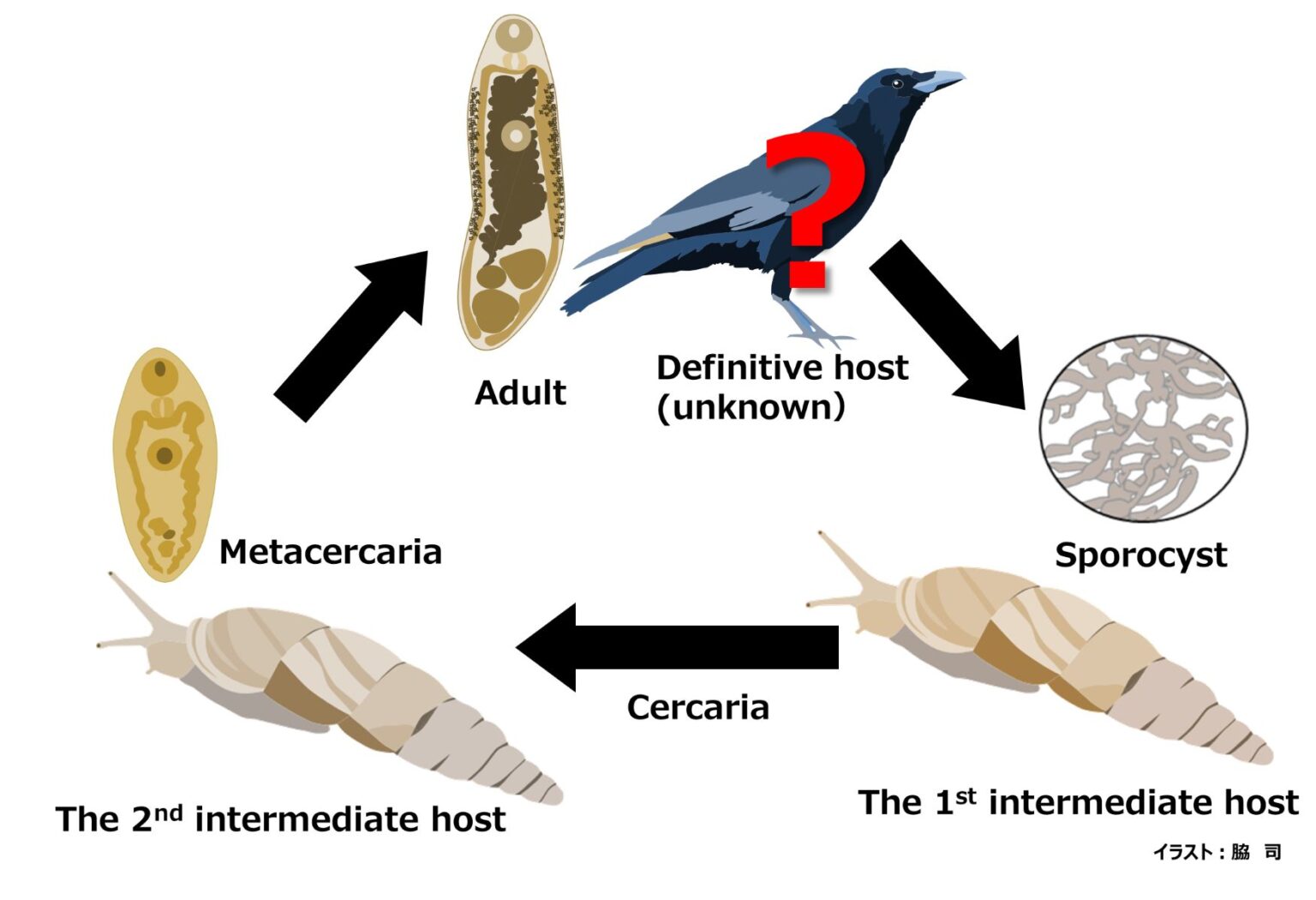 Discovery of a new species of snail parasite (Trematoda: flatworm ...