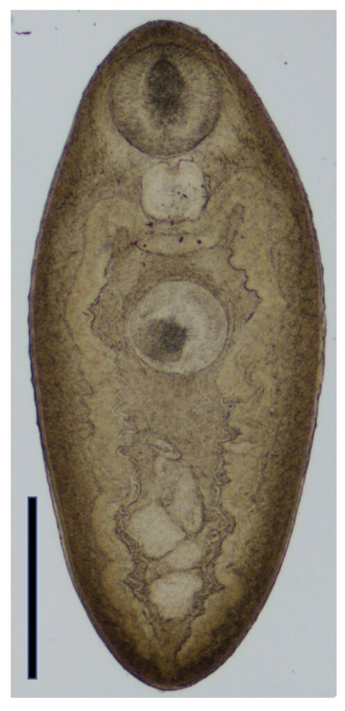 Discovery of a new species of snail parasite (Trematoda: flatworm ...