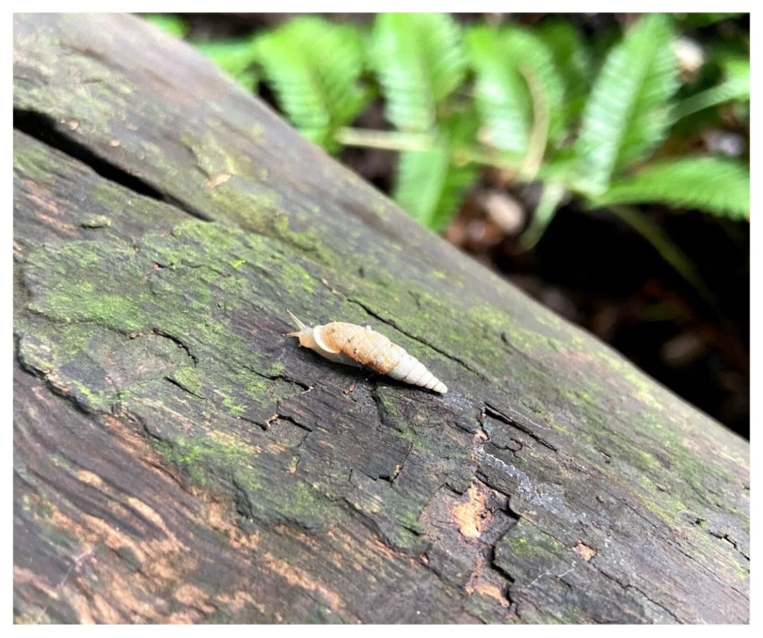 Discovery of a new species of snail parasite (Trematoda: flatworm ...