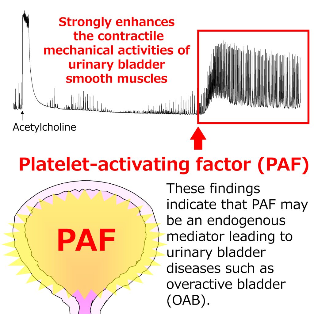 Platelet-activating factor (PAF), a bioactive phospholipid, strongly ...