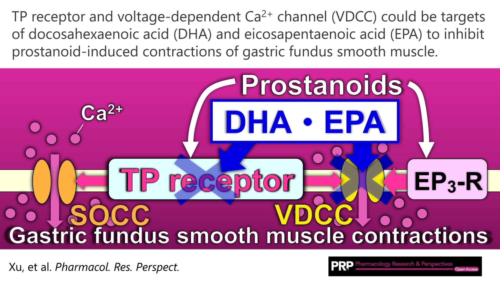 Docosahexaenoic acid (DHA) and eicosapentaenoic acid (EPA) potently and ...