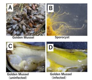 Exotic parasite infection in native fishes in parts of the Tone River ...