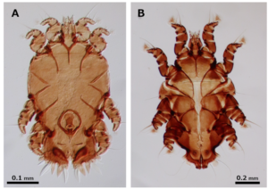 Two feather mite species (Alloptidae, Freyanidae) associated with the ...