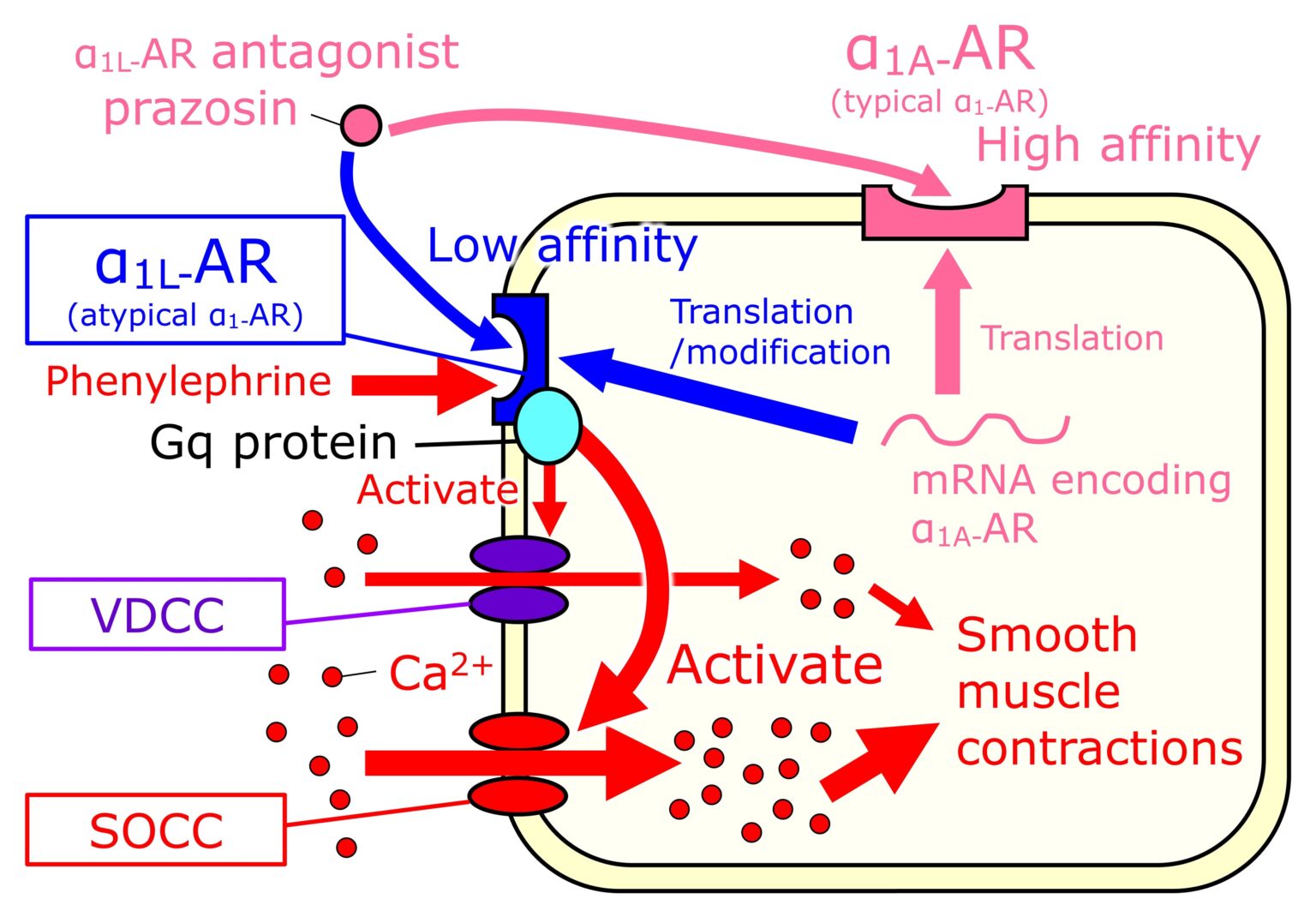 Stimulation of α1L-adrenoceptor, atypical α1-adrenoceptor, activates ...