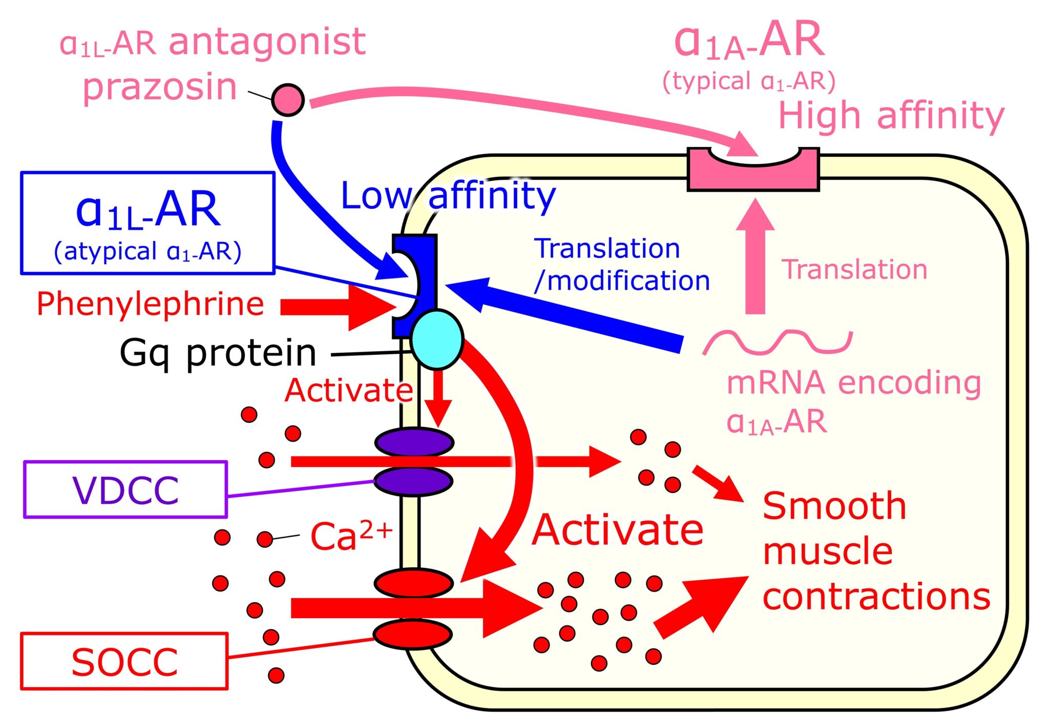 Stimulation of α1L-adrenoceptor, atypical α1-adrenoceptor, activates ...