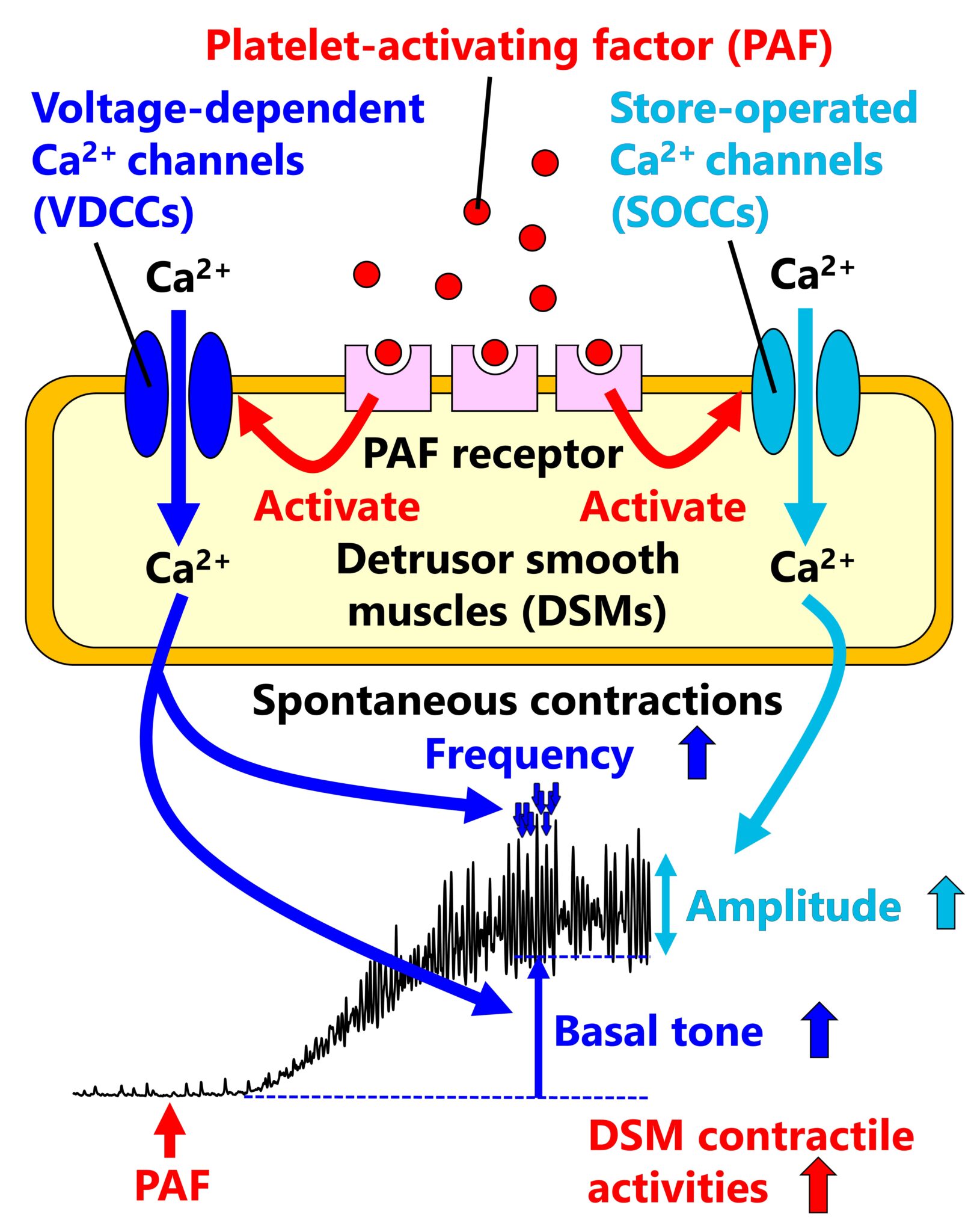 Elucidation of the mechanism by which platelet-activating factor (PAF ...