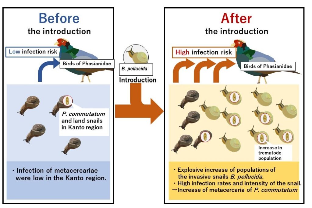 Invasion by non-native snail species increases the risk of infection by ...