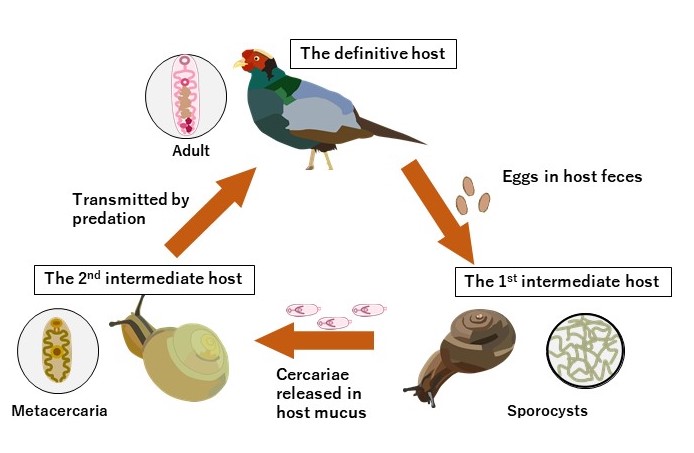 Invasion by non-native snail species increases the risk of infection by ...
