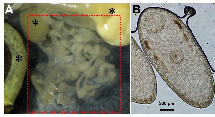 Invasion by non-native snail species increases the risk of infection by ...