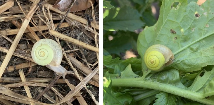 Invasion by non-native snail species increases the risk of infection by ...