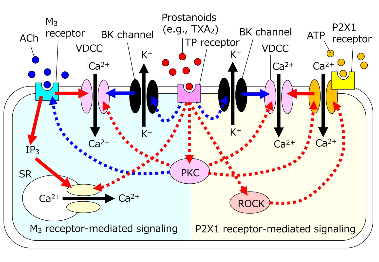 Elucidation of the mechanism whereby prostanoid TP receptor stimulation ...