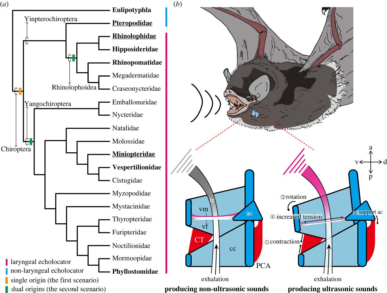 Researchers approached the origin of bat laryngeal echolocation from laryngeal morphogenesis ...