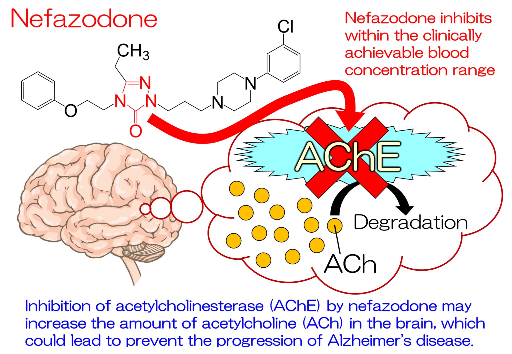 The antidepressant nefazodone inhibits acetylcholinesterase —nefazodone ...
