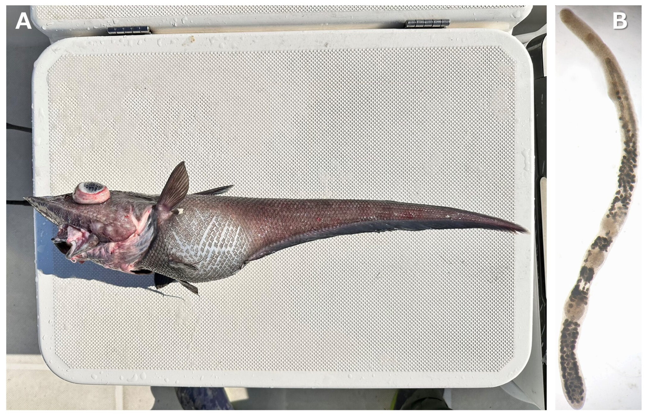 Identification of the World’s Deepest Recorded Deep-Sea Trematode ...