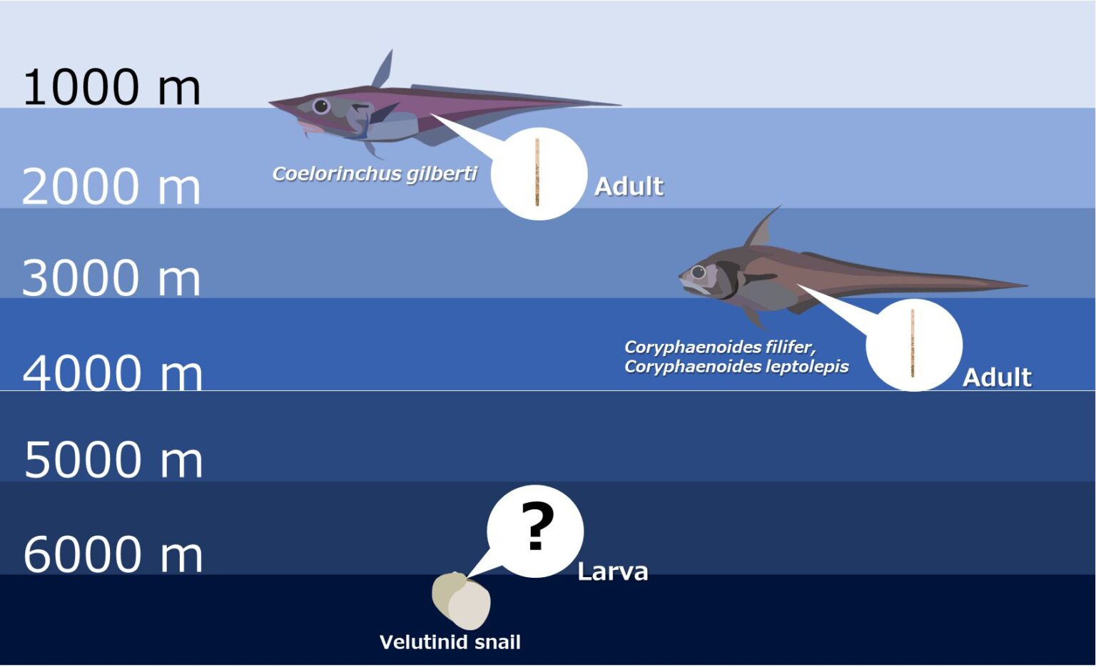 Identification of the World’s Deepest Recorded Deep-Sea Trematode ...