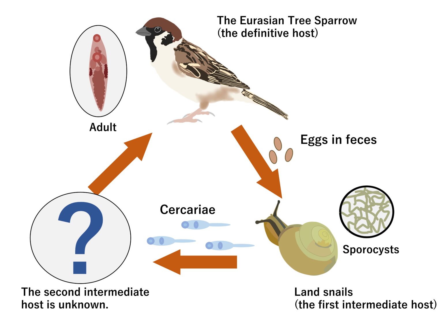 A new species was found in samples collected by students – TOHO UNIVERSITY