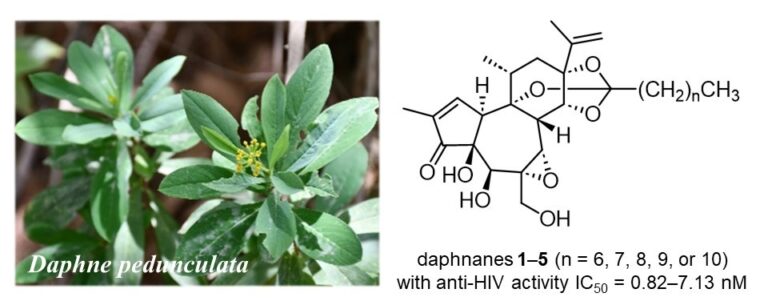 Discovery of Daphnane Diterpenoids with Odd-numbered Aliphatic Side ...