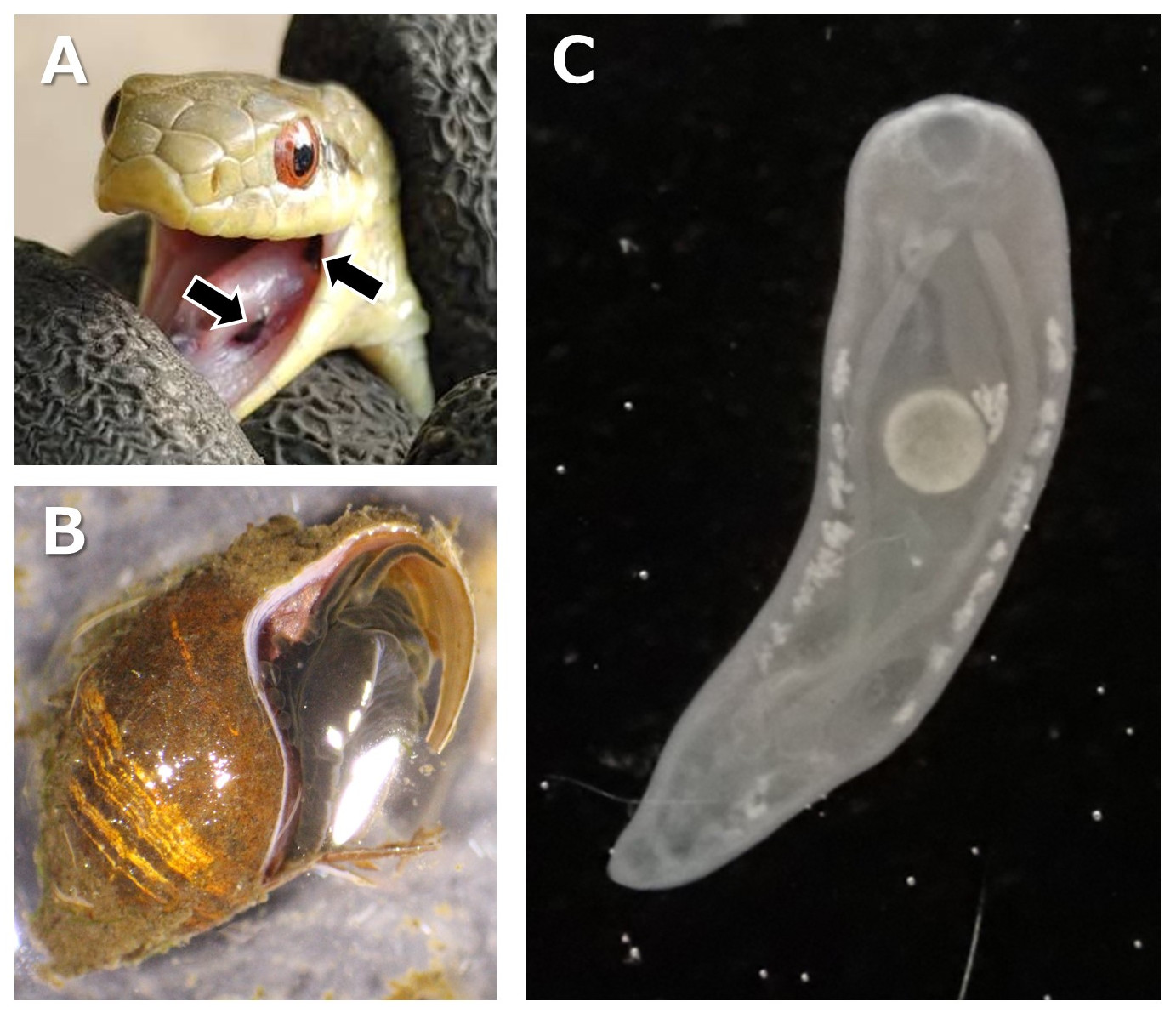 Are Snakes in Honshu Facing Tough Times? – TOHO UNIVERSITY