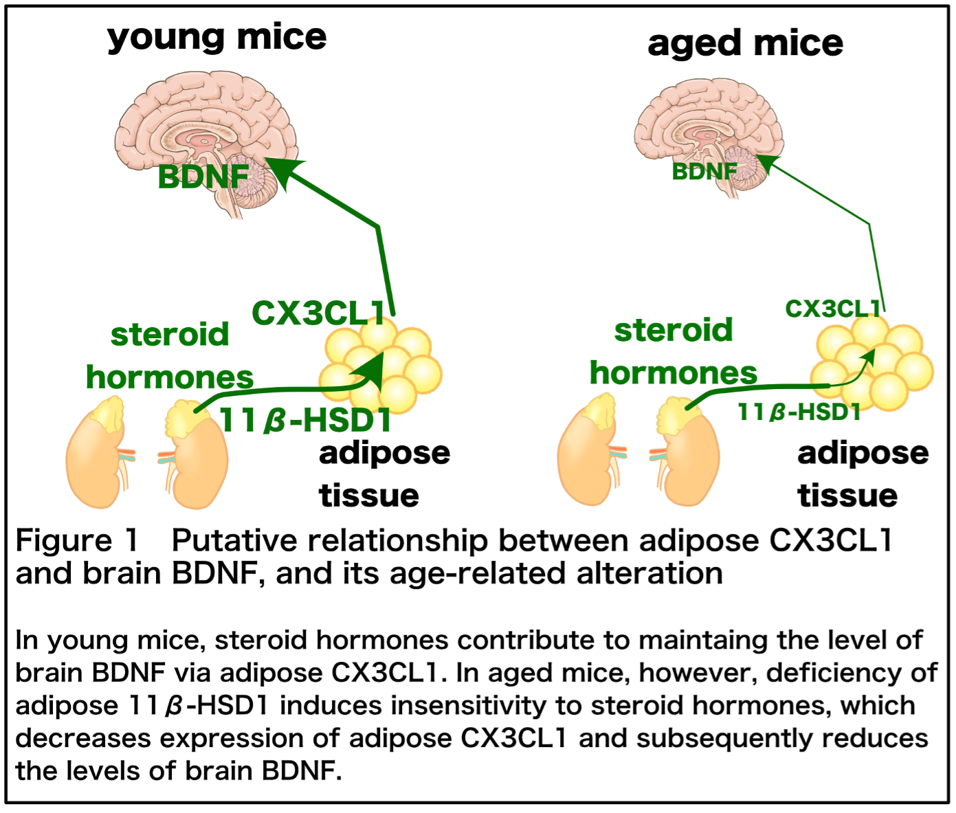 Development of a taste rehabilitation method to improve taste ...