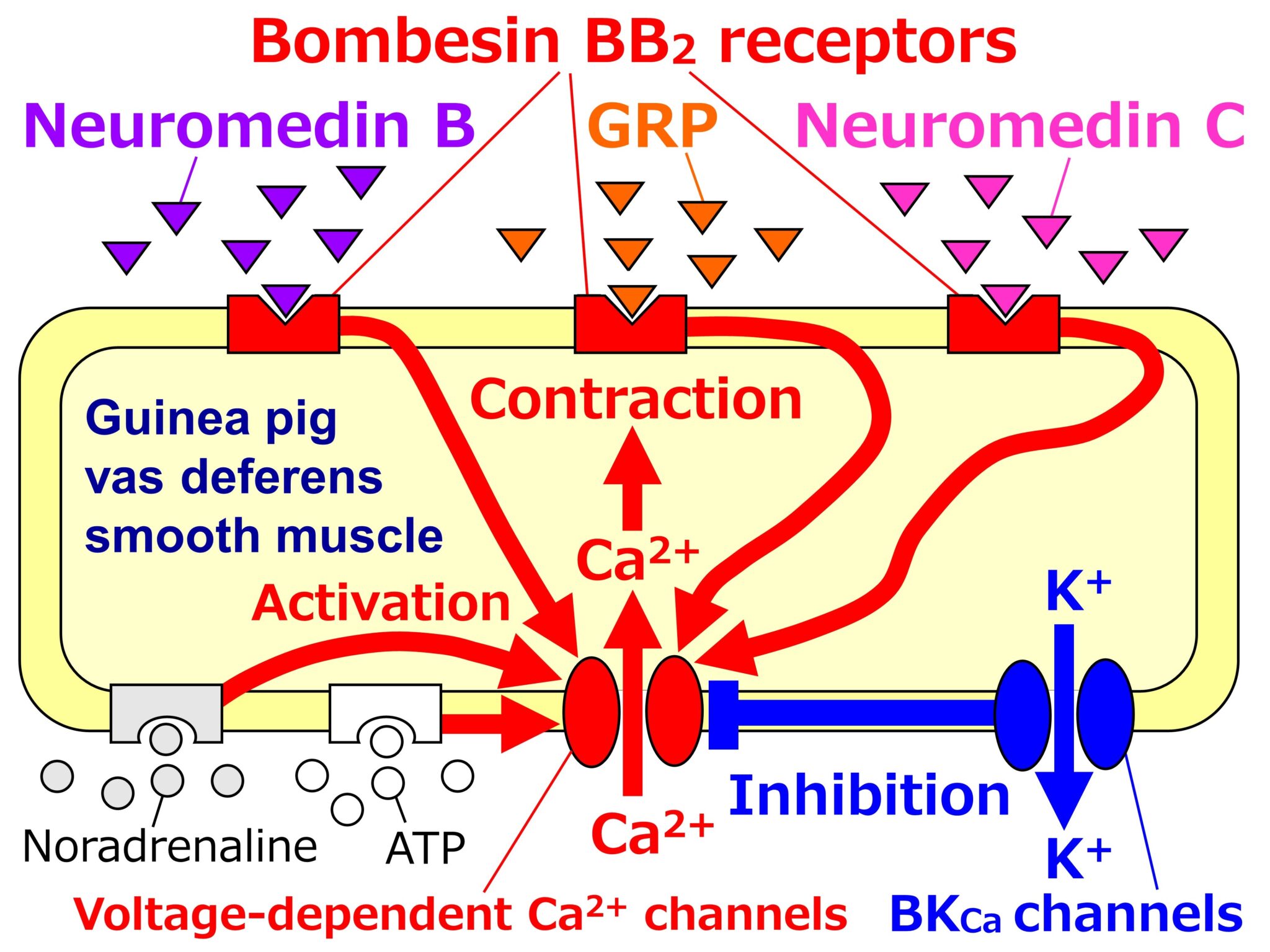 New Discovery: Three Bombesin-like Peptides May Help Control ...