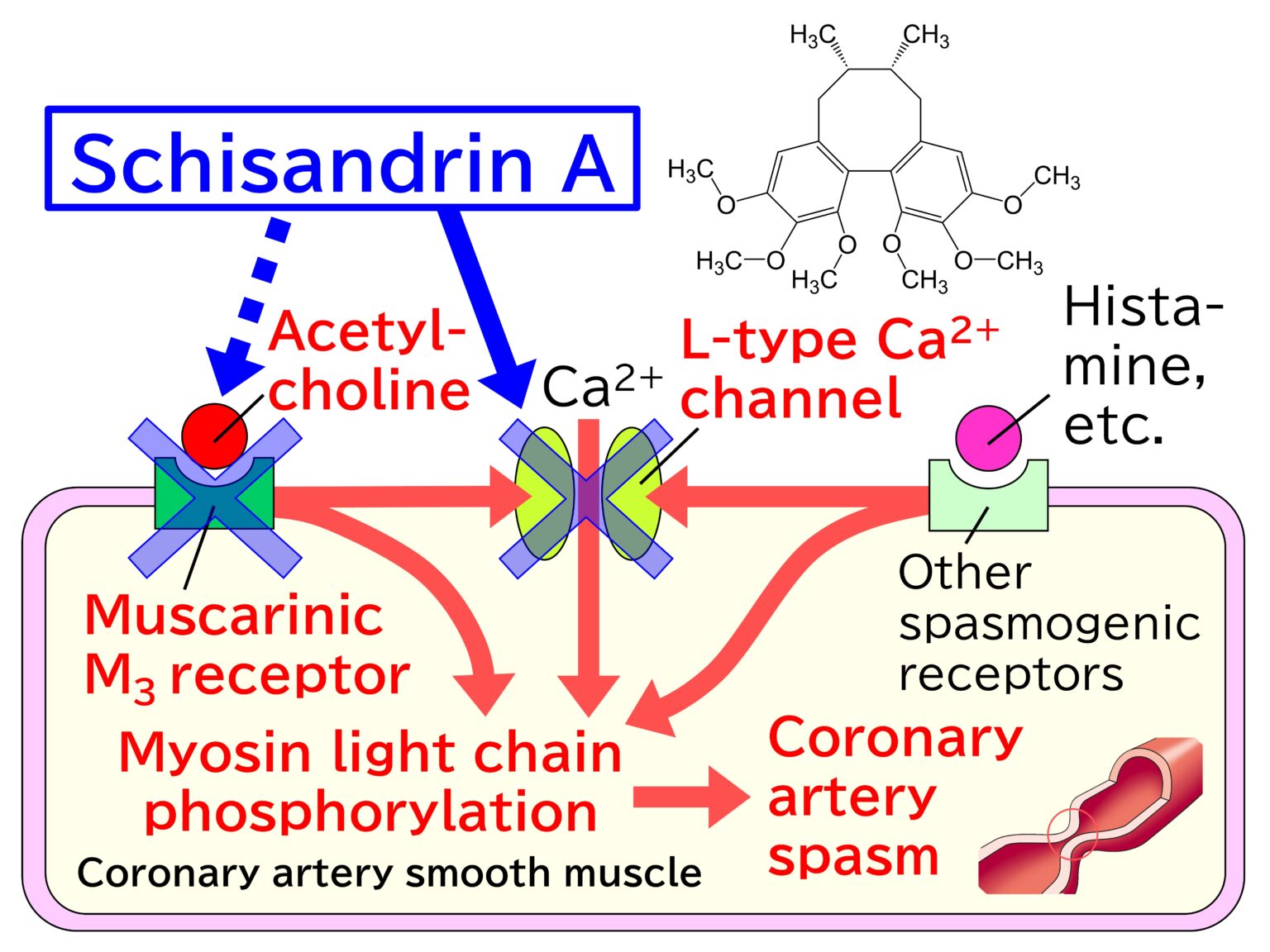 Natural Compound from Traditional Chinese Medicine Shows Promise in Preventing Coronary Artery ...