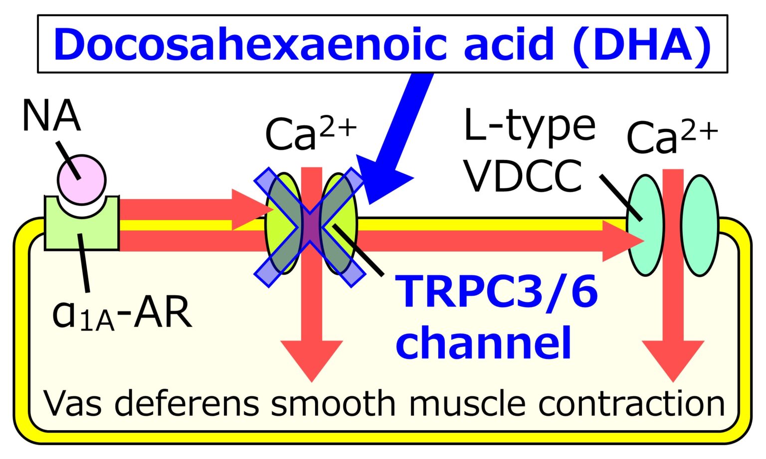 Omega-3 Fatty Acid DHA Shown to Relax Reproductive Tract Muscle: A New ...